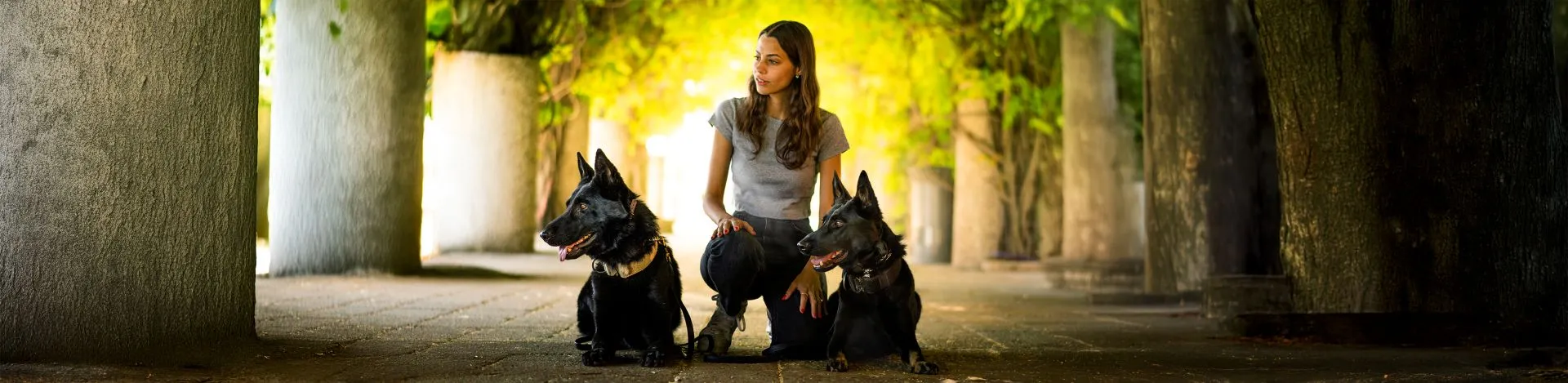 Family Protection Dogs for Sale | Expertly Trained Canines